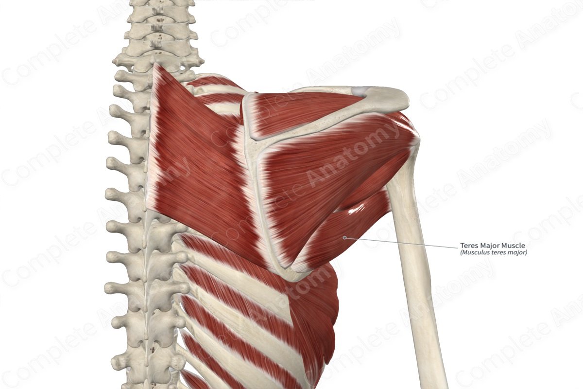 Teres Major: What to Know about Muscle That Hates Your Favorite Team ...